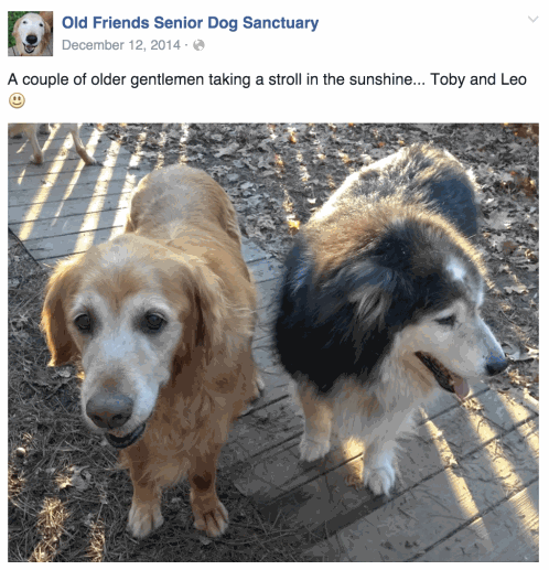 Old Friends Senior Dog Sanctuary Is Pure In Heart | Cookies + Sangria